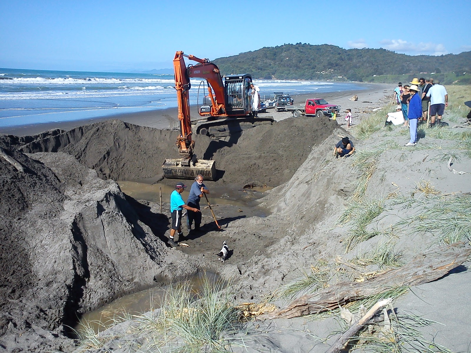 TUMEKE!: Spade-toothed whale Mesoplodon traversii Opape