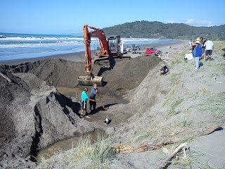 TUMEKE!: Spade-toothed whale Mesoplodon traversii Opape