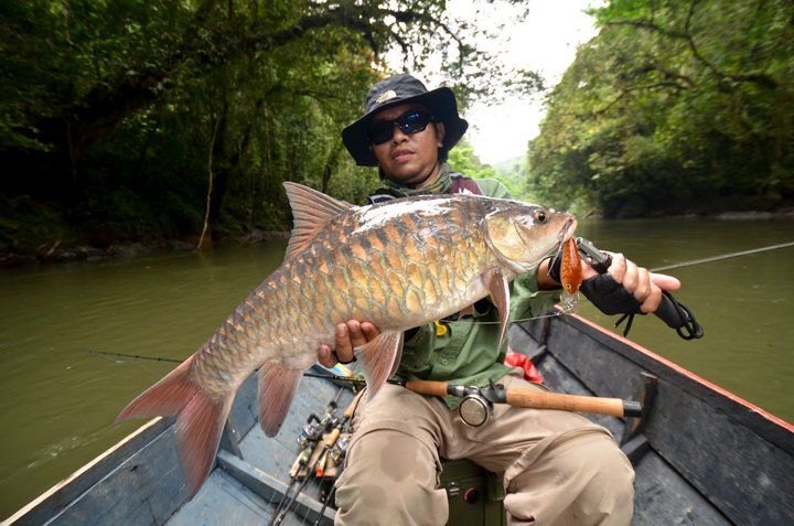 Cara Memancing Ikan Empurau - KITA MANCING YUK