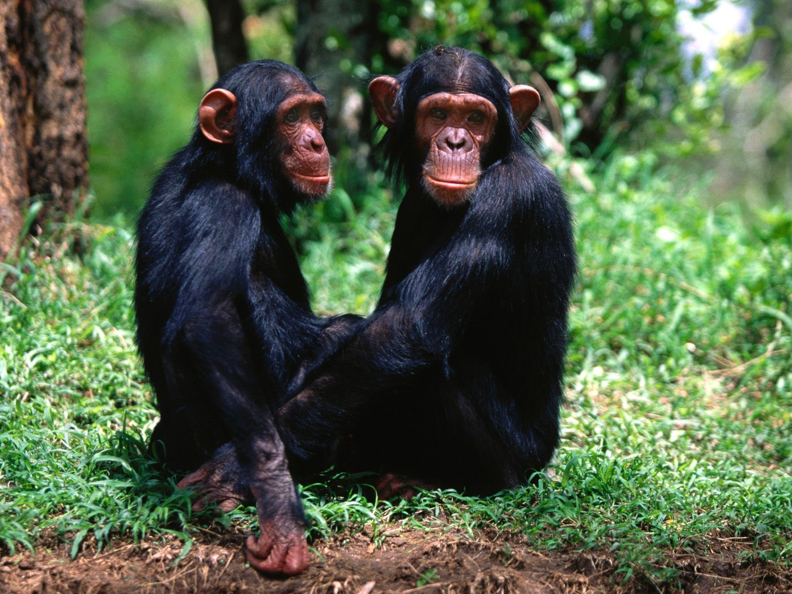 Monkey Blog: chimpanzee backgrounds