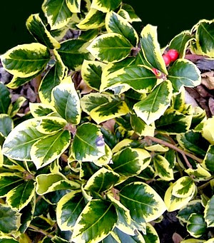 ARTE Y JARDINERÍA : ACEBO (ILEX sp.)