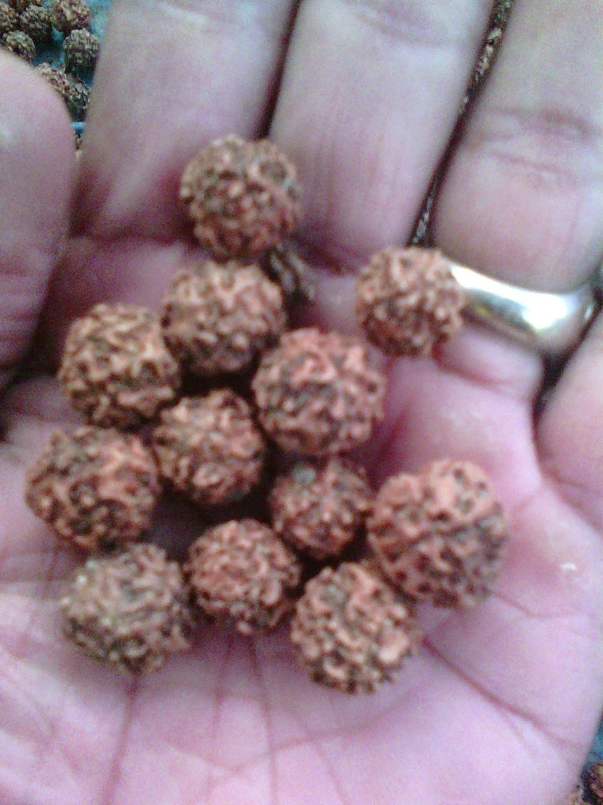 Rudraksha Cilacap: Pengolahan Biji Jenitri (Elaeocarpus ganitrus)