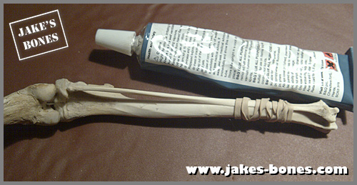 How to re-articulate a fox skeleton: part one : Jake's Bones