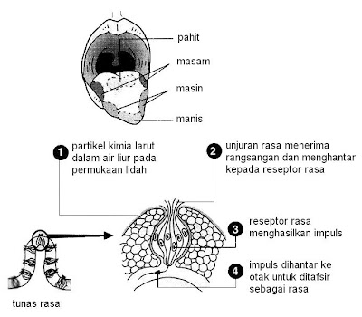 Sains 1 2 3: Deria Rasa