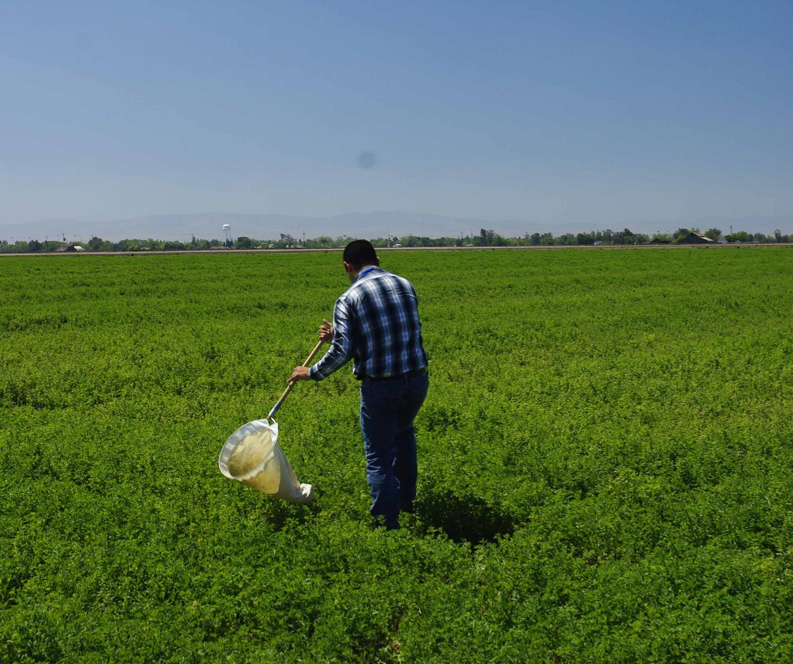 Sustainable Ag: A View from the Field: Central Valley Alfalfa a Haven ...