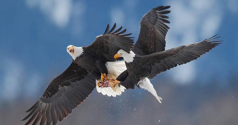 White Wolf : Spectacular Photos Show Mating Ritual Between Life-Long ...