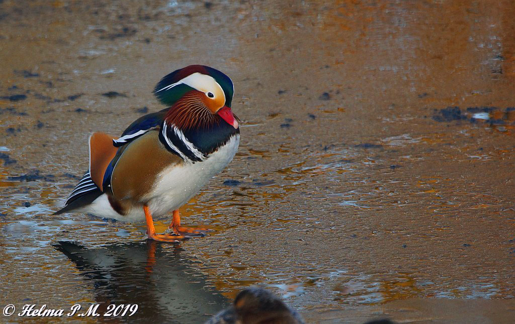 Helma's natuurfoto's: Mandarijneend - Aix galericulata..................