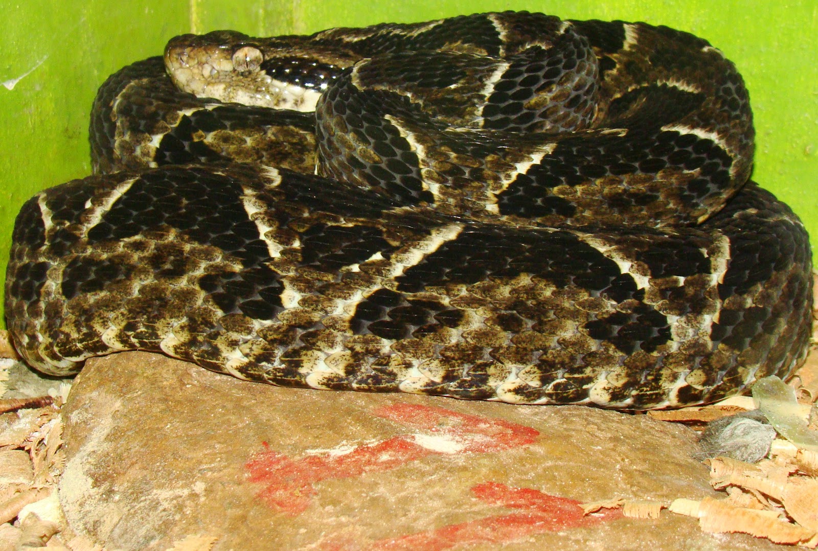 Herpetozona: Fichas de Reptiles