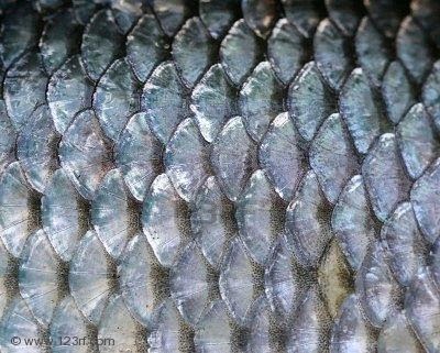 Segundo Año: CUBIERTAS CORPORALES