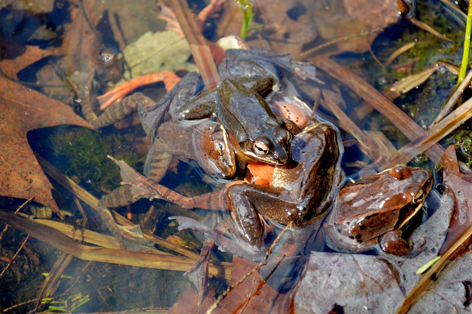Nature of New York: Ephemeral Pools