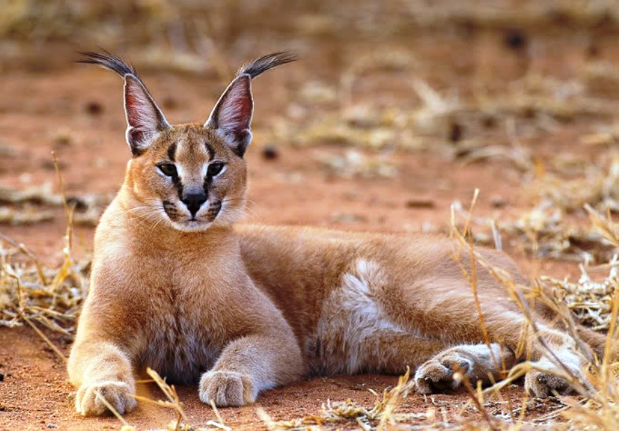 CARACAL CAT photos - wallpapers (ανανεωμένο) | the fun bank