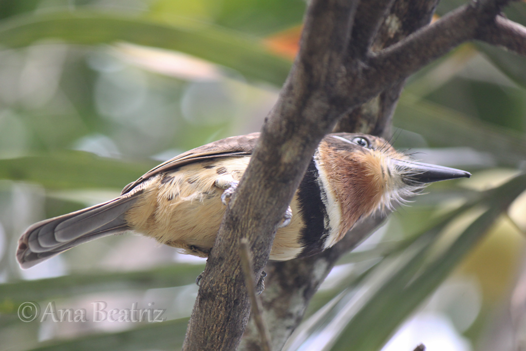 Aventura fotográfica: Bobito punteado, Coludo, Tol o Buco bobito ...