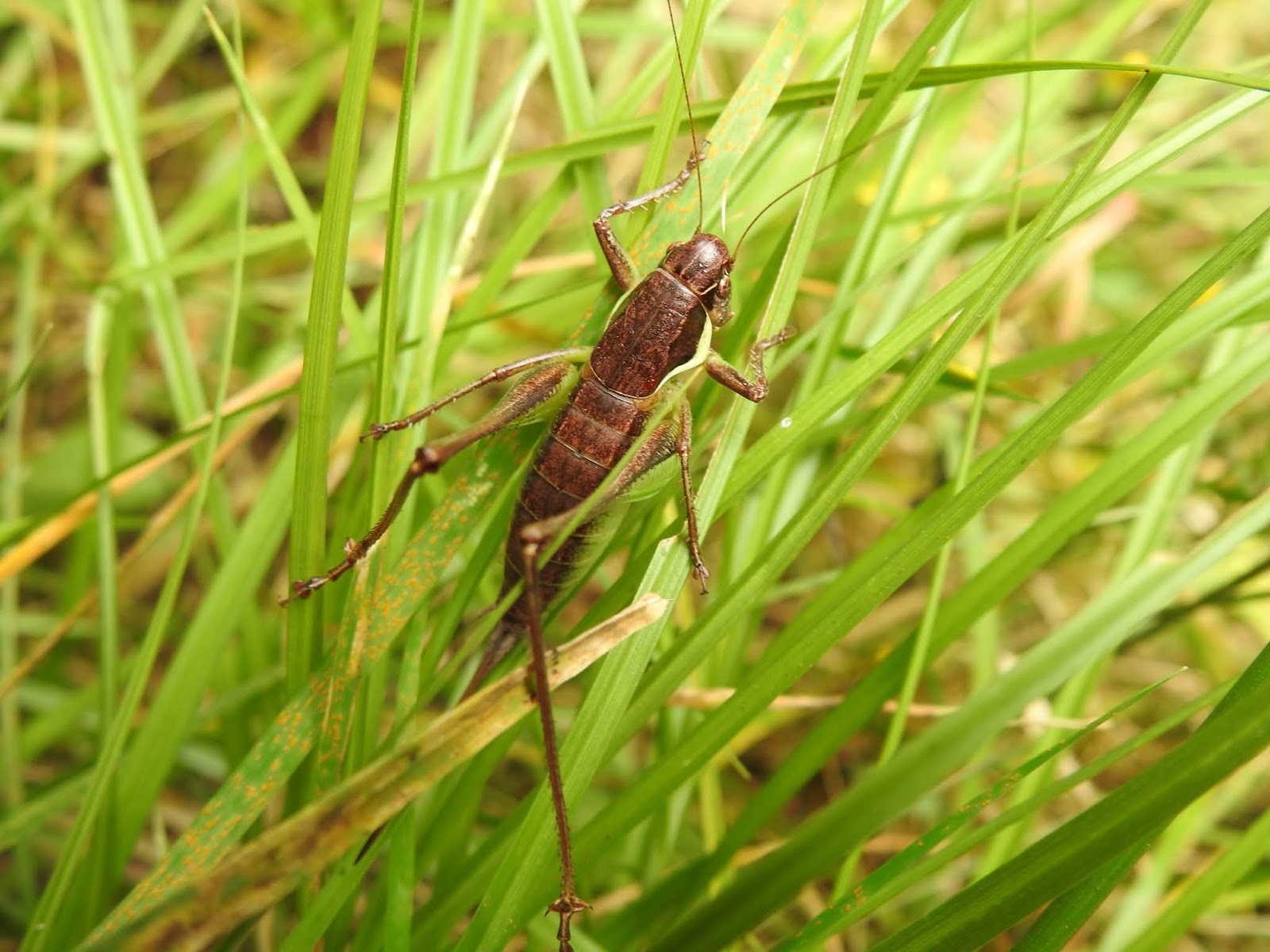 PASARI DIN ROMANIA: INSECTE (1 bis) - continuare