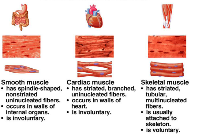 Natural Science 6 grade: 7 AND 8 LOCOMOTOR SYSTEM