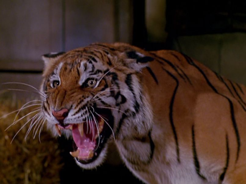 Caftan Woman: The Animals in Film Blogathon: A Tiger Walks (1964)