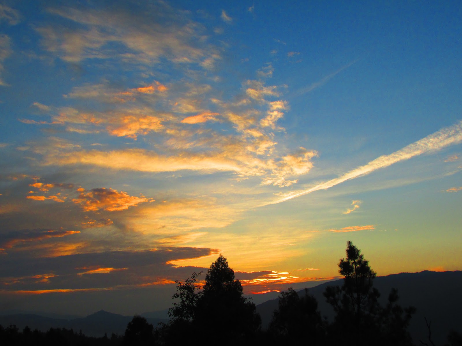 El Bosque y sus Secretos: Ocasos