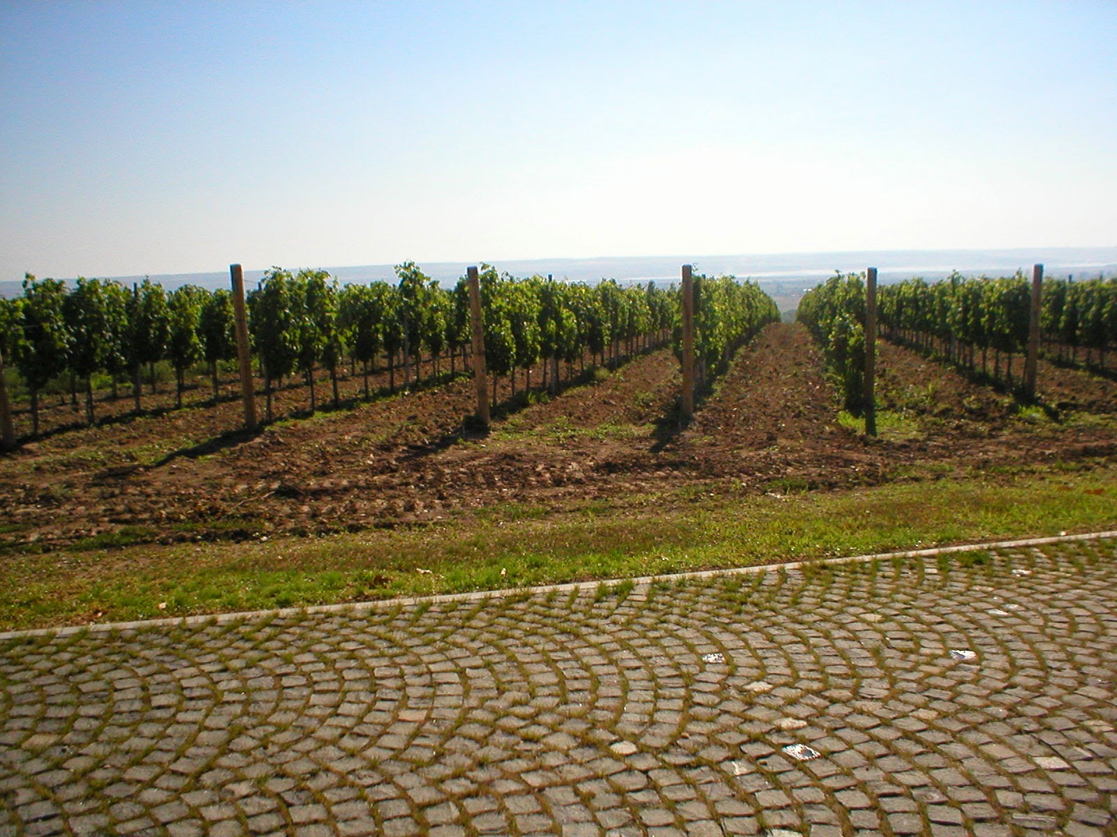 Mimi'z blog: Stage en Roumanie. Jour 3 : viticulture, agriculture et ...
