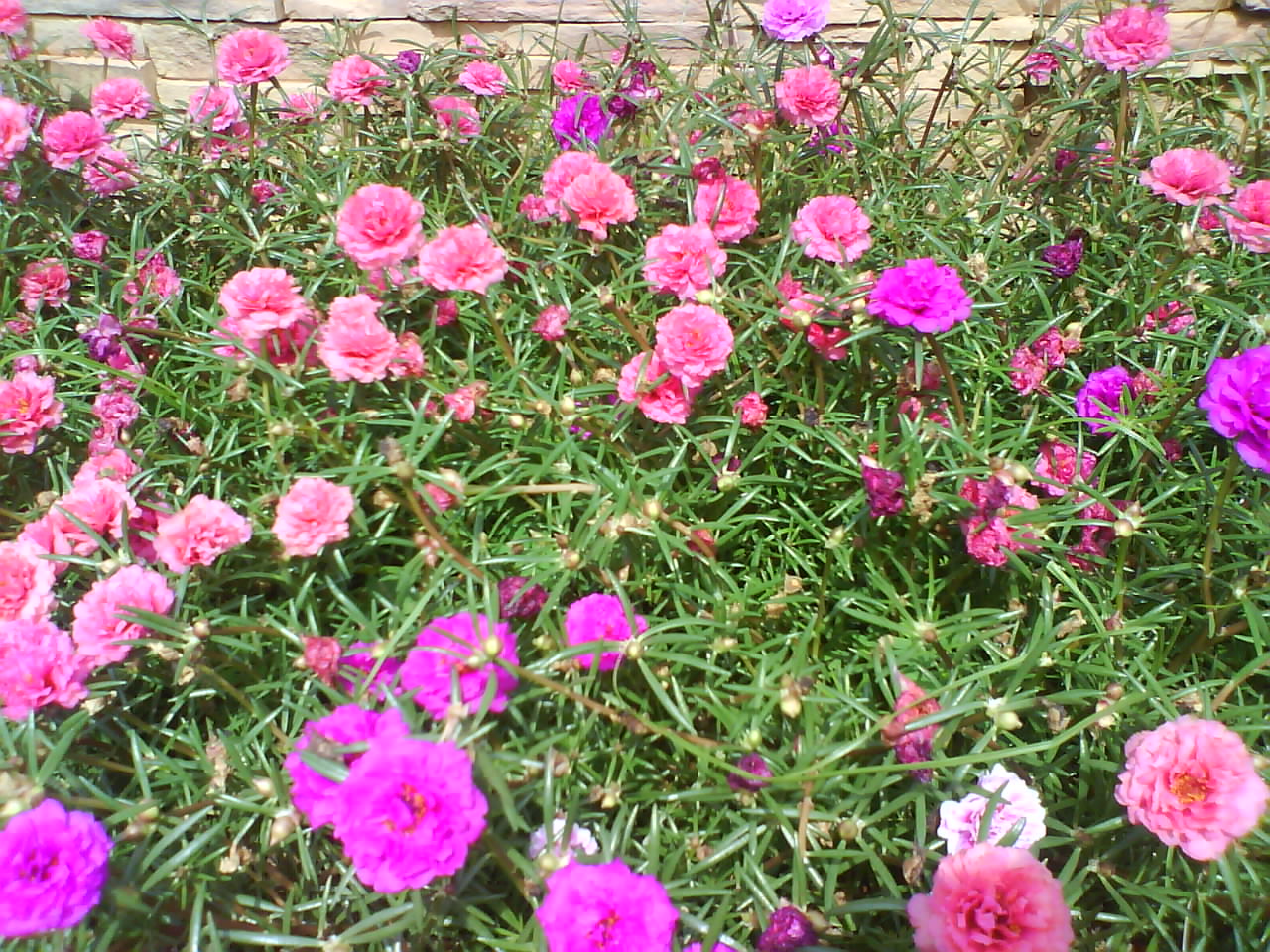 AWNAD HOMEBAKED: BUNGA PUKUL 10 PAGI