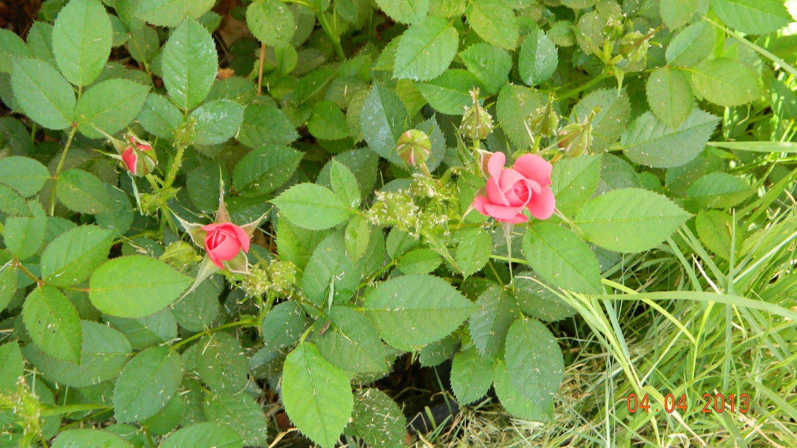 Mr. B's Garden: Pepper Plot and More Blooms
