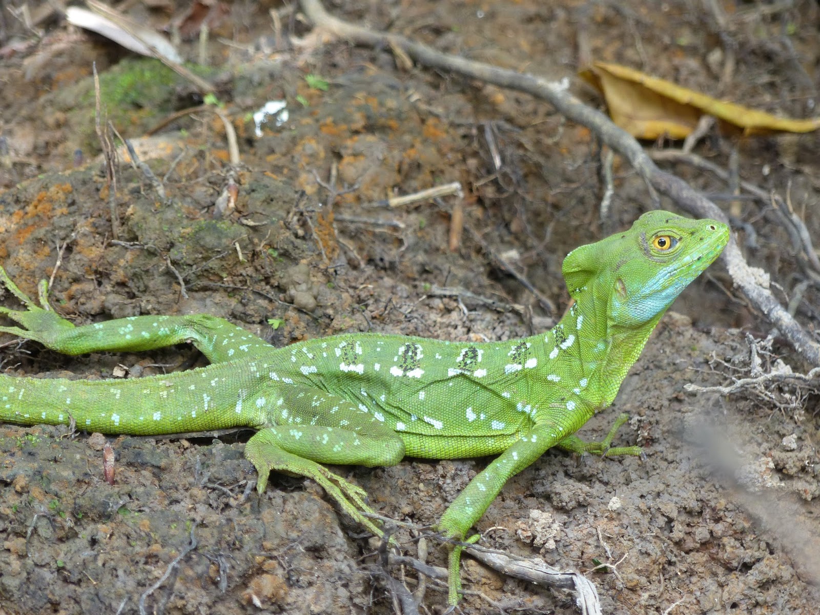 Espacio dedicado a la naturaleza: Basiliscos (Basiliscus plumifrons y ...