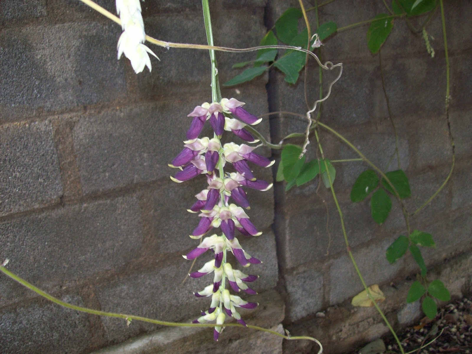 Indian flowers and herbs: Velvet Bean- the itchy plant.