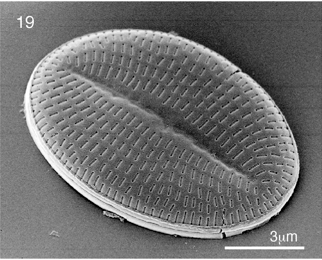 Sciency Thoughts: New species of Diatom from Japan.