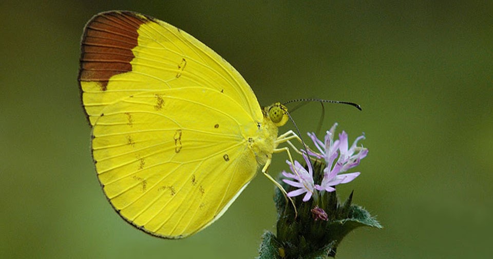 Butterflies of Singapore: Favourite Nectaring Plants #12