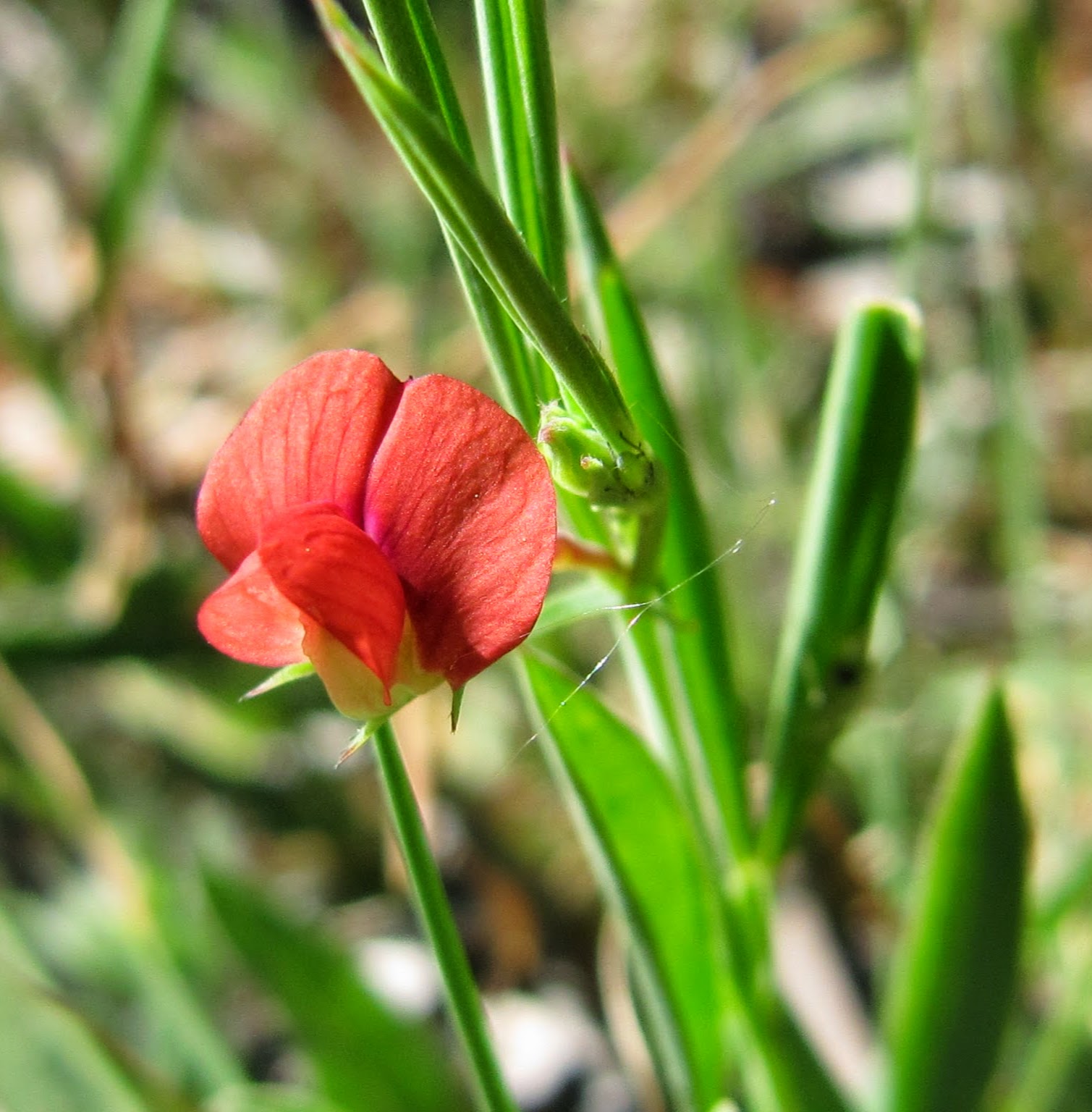 "Caminando por Peñalba de la Sierra": 2014
