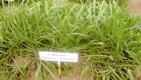 ZOOTECNIA: CAPIM GUINÉ