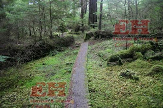 Haida Gwaii Tourism: The East Beach Trail – Remote Wilderness Hiking on ...