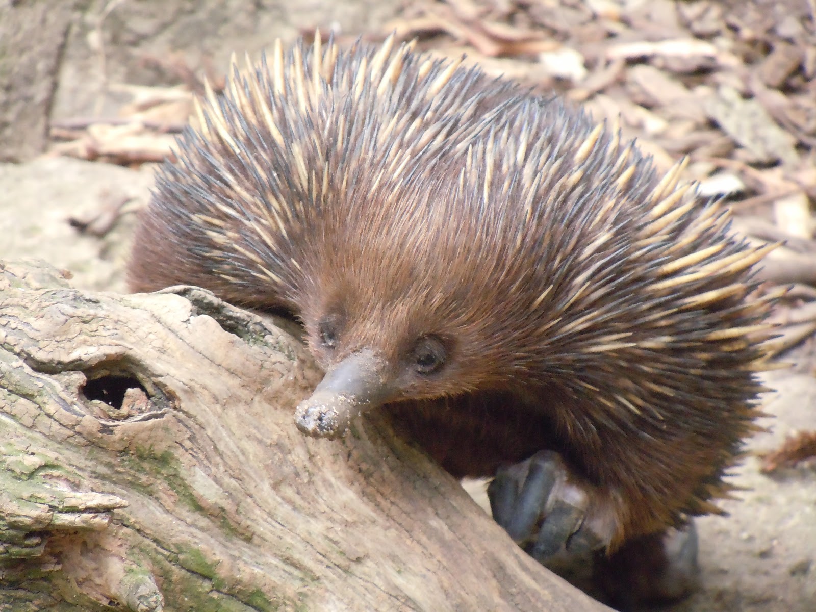 Adventures in Australia: More Aussie Critters