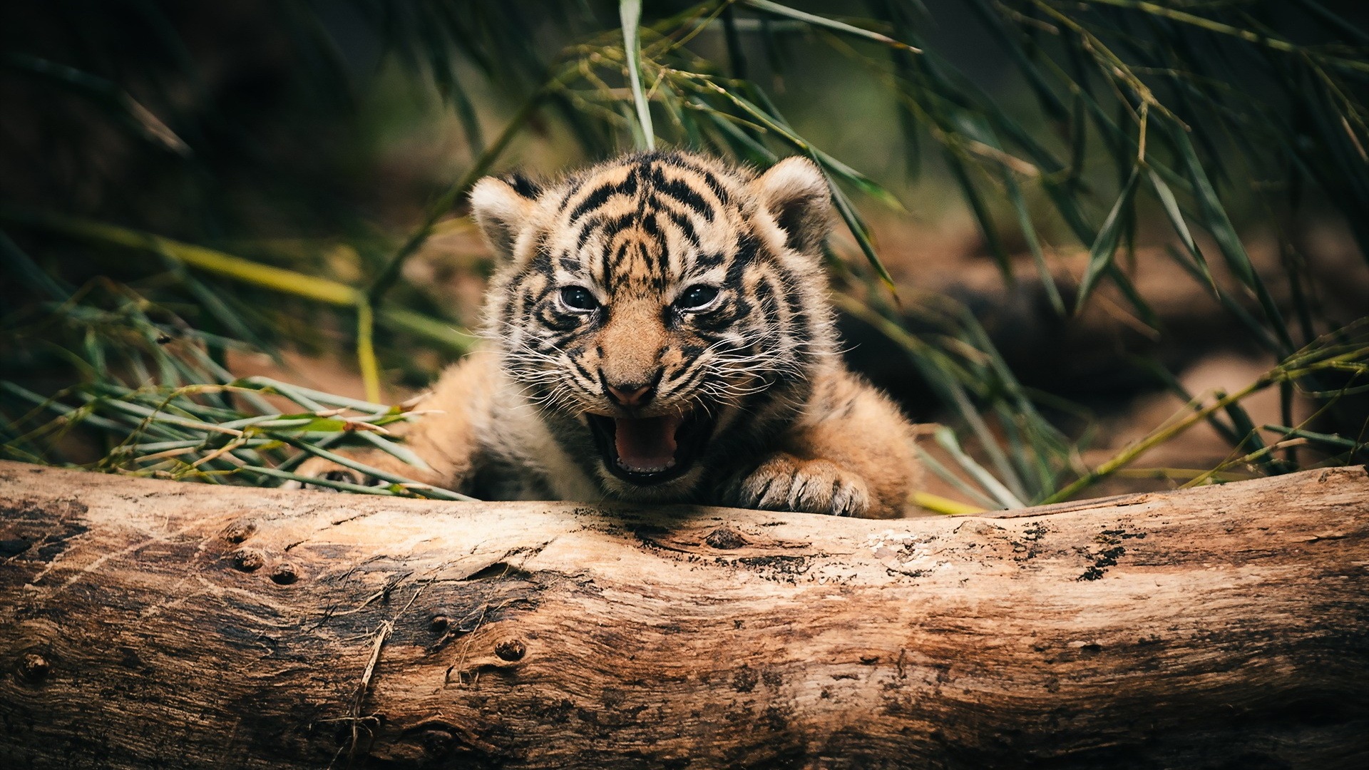 Tiger Cub - High Definition Wallpapers - HD wallpapers