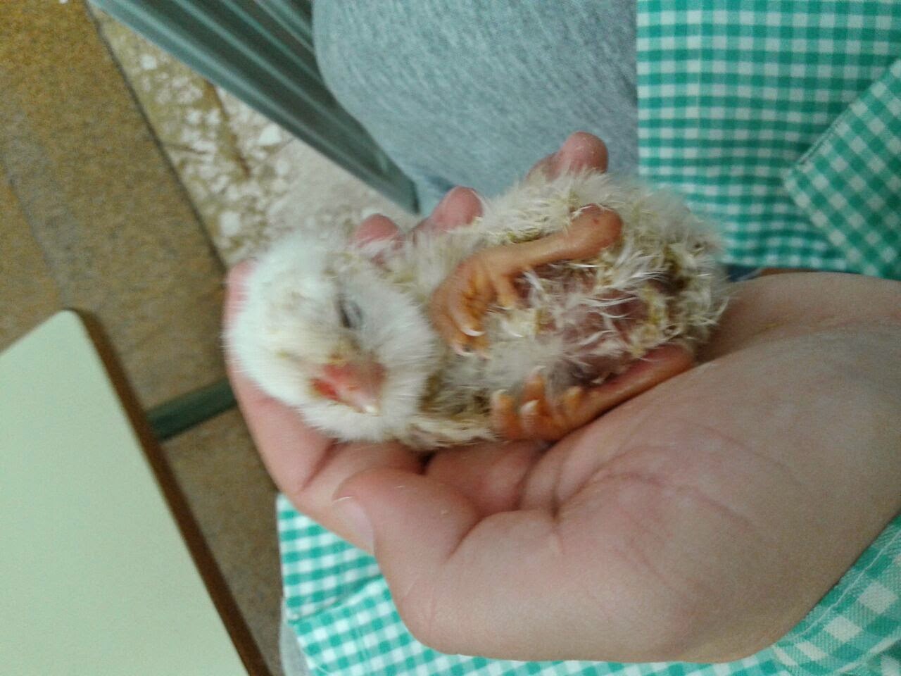 CEIP Río Piedras -LEPE- (Huelva): Los pollitos crecen.