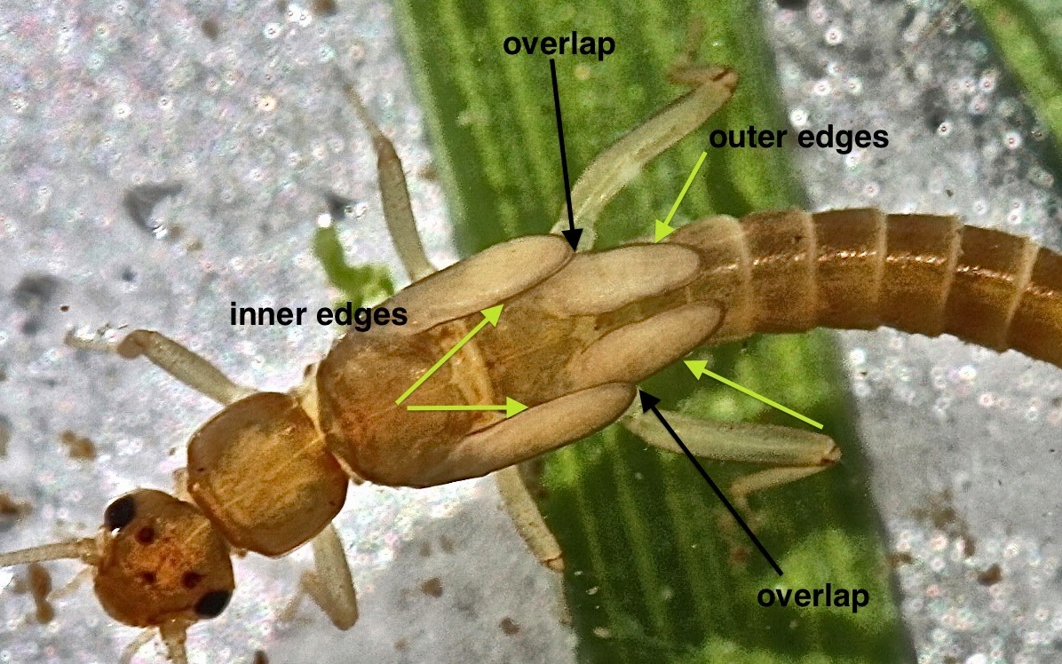 Aquatic Insects of Central Virginia: Rolled-winged stoneflies ...