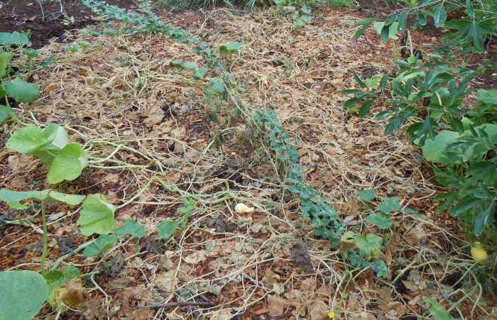 Gardens-In-The-Sand: Wind Storm