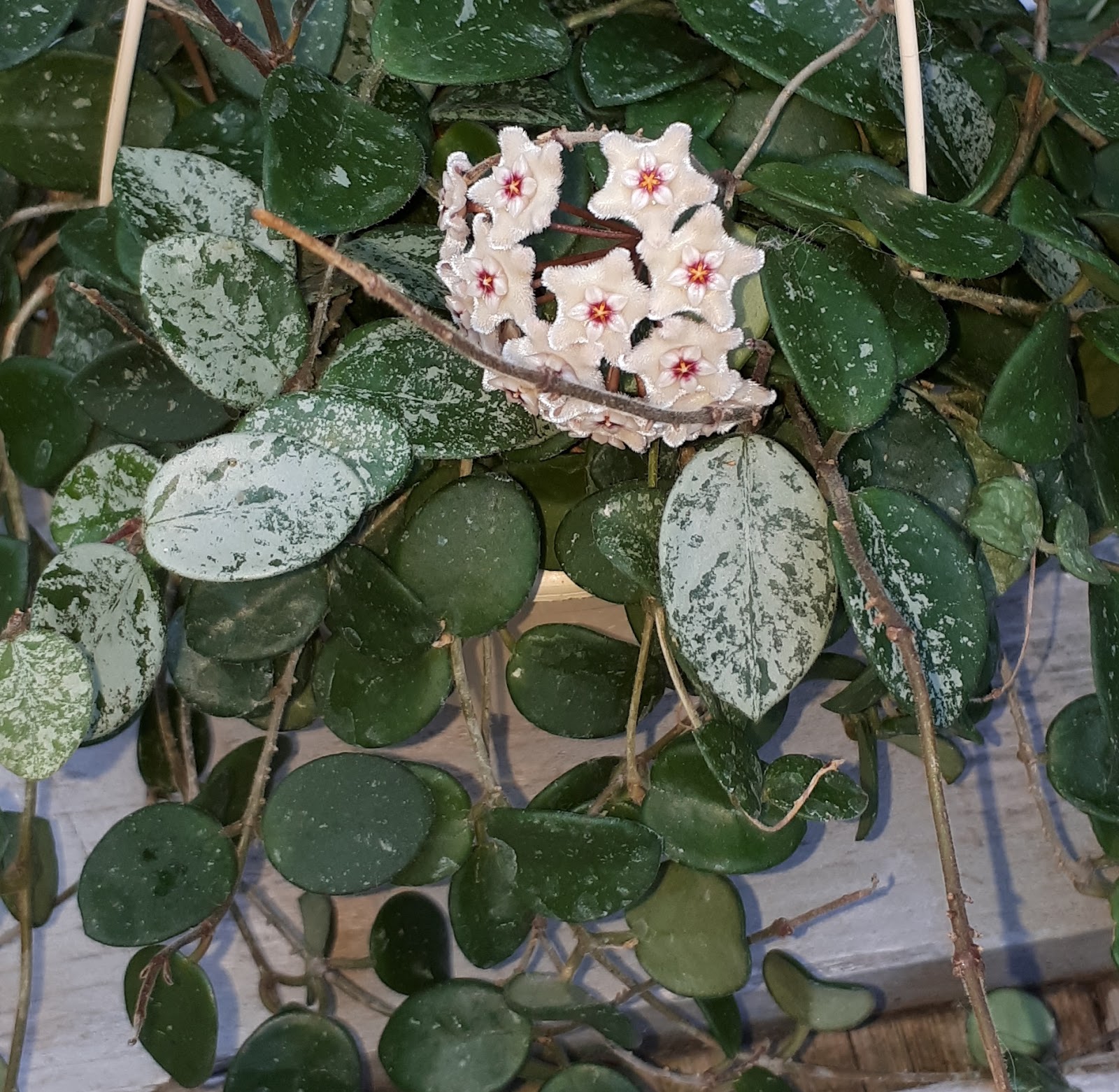 Gerrit's Hoya flowers: Hoya 'Mathilde' met splashy bladeren