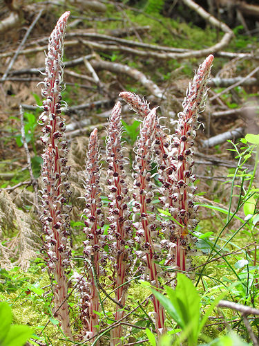 365 Caws: Allotropa Virgata, Candystick