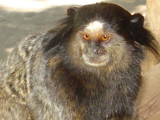 Sarzedo Ecologia: Mico-estrela (Callithrix penicillata)