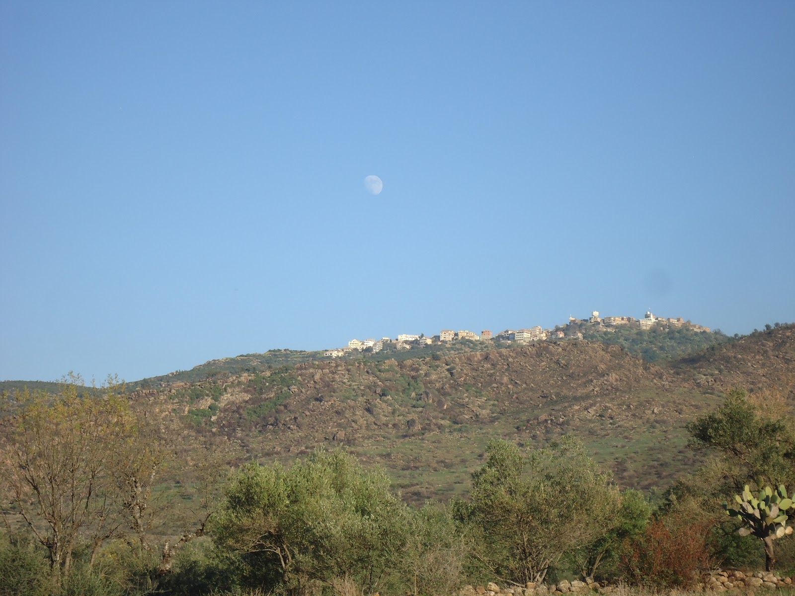 domus-wolf: cueillette des olives en Kabylie (Algérie),Peuples du monde venez y assister pendant ...