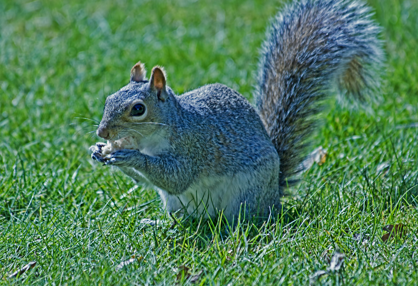 travelswithkathleen: Speaking of invasive species