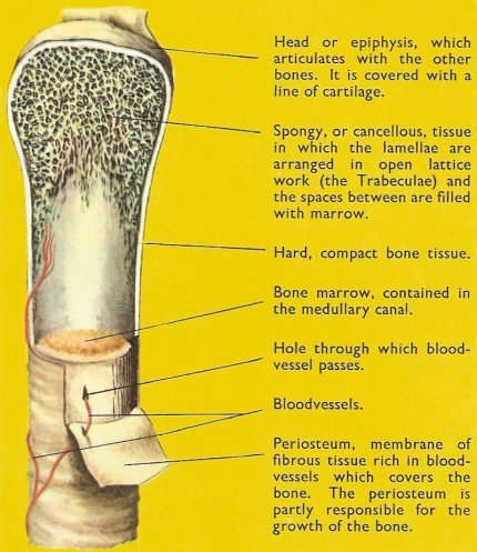 BIOLOGY BLOG, : Different Diagrams of Structure of Long Bones