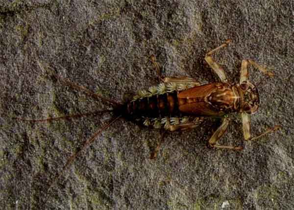 How to tie the March Brown Winged Wet with Davie McPhail