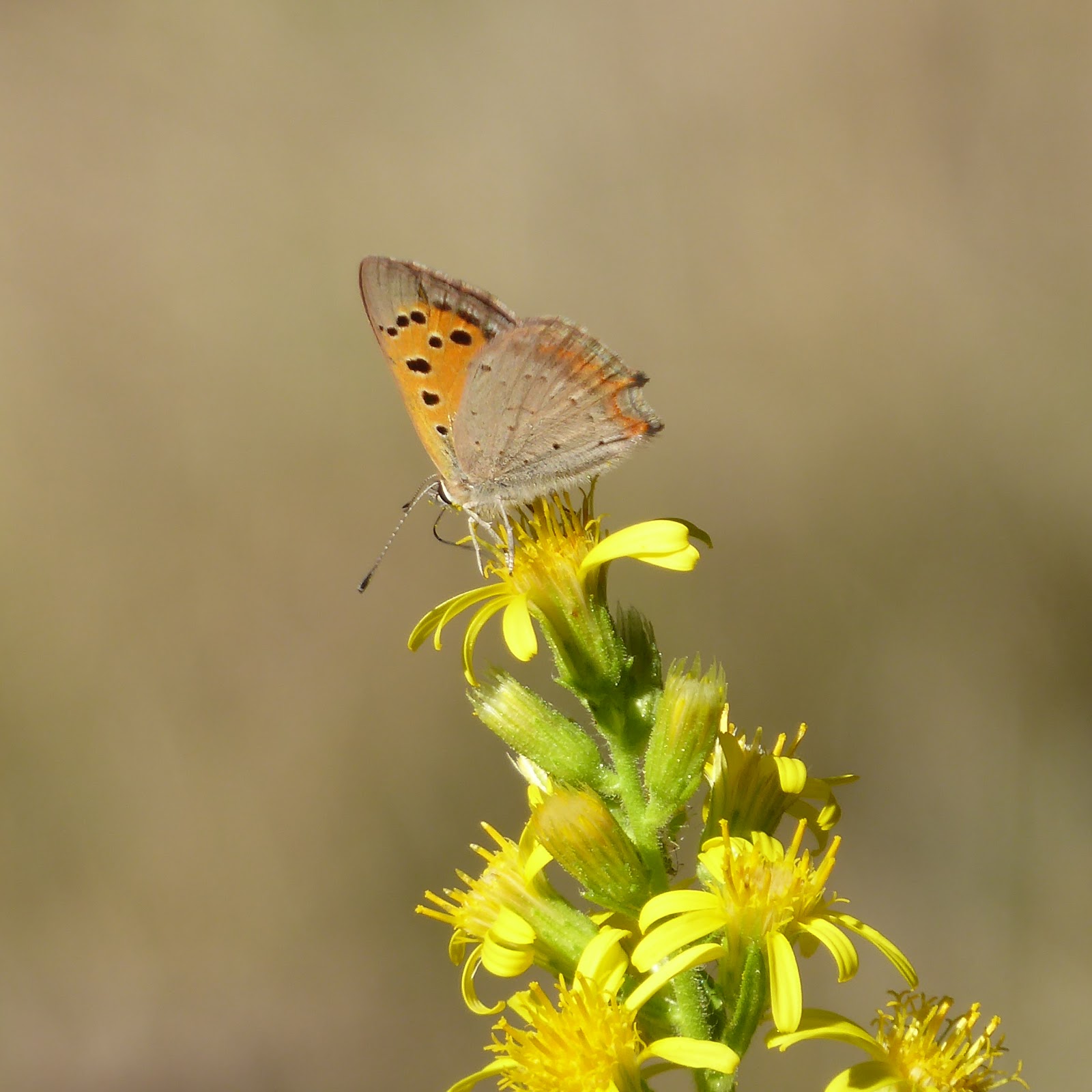 VUELOS DE LA CONCIENCIA: MUNDOS IDEALES, SERES HUMANOS IDEALES.