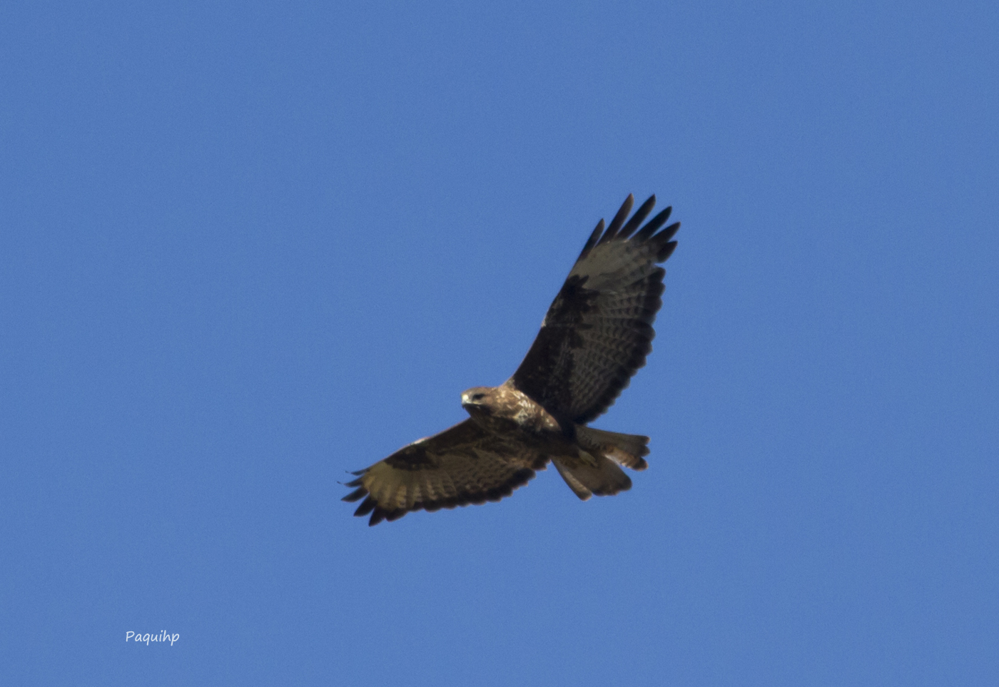 Paqui.blog de naturaleza: RATONERO COMÚN (BUSARDO RATONERO)
