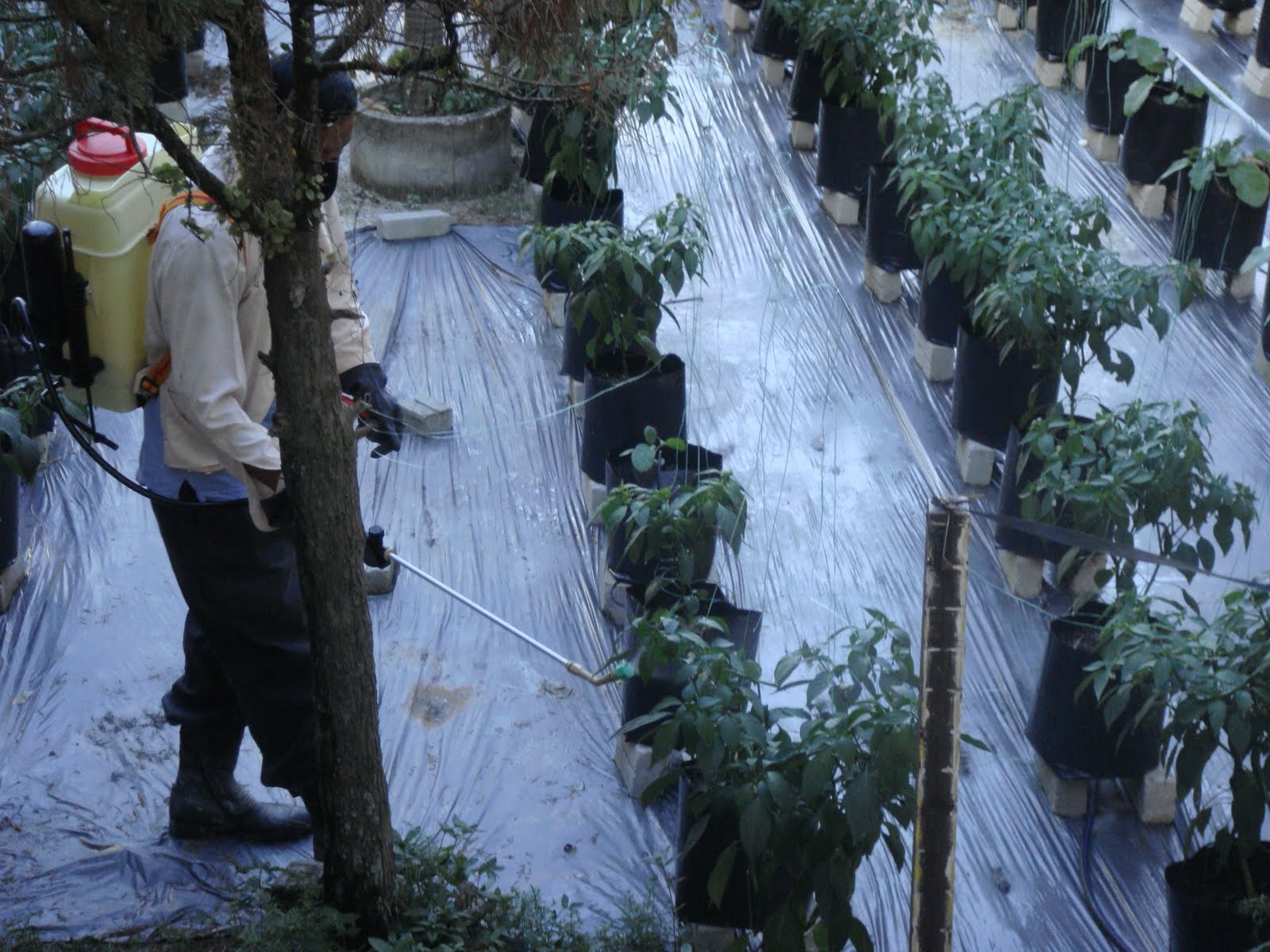Teknik-teknik penjagaan tanaman hidup subur ~ seribupilihan