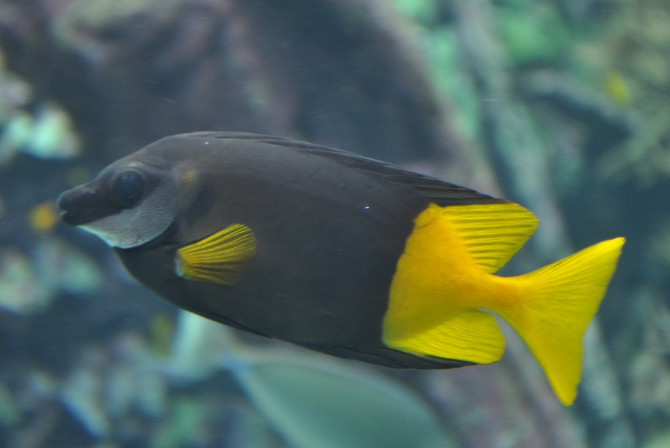 ZOOTOGRAFIANDO (6.100 ANIMALS): PEZ CONEJO BICOLOR / BICOLORED FOXFACE ...