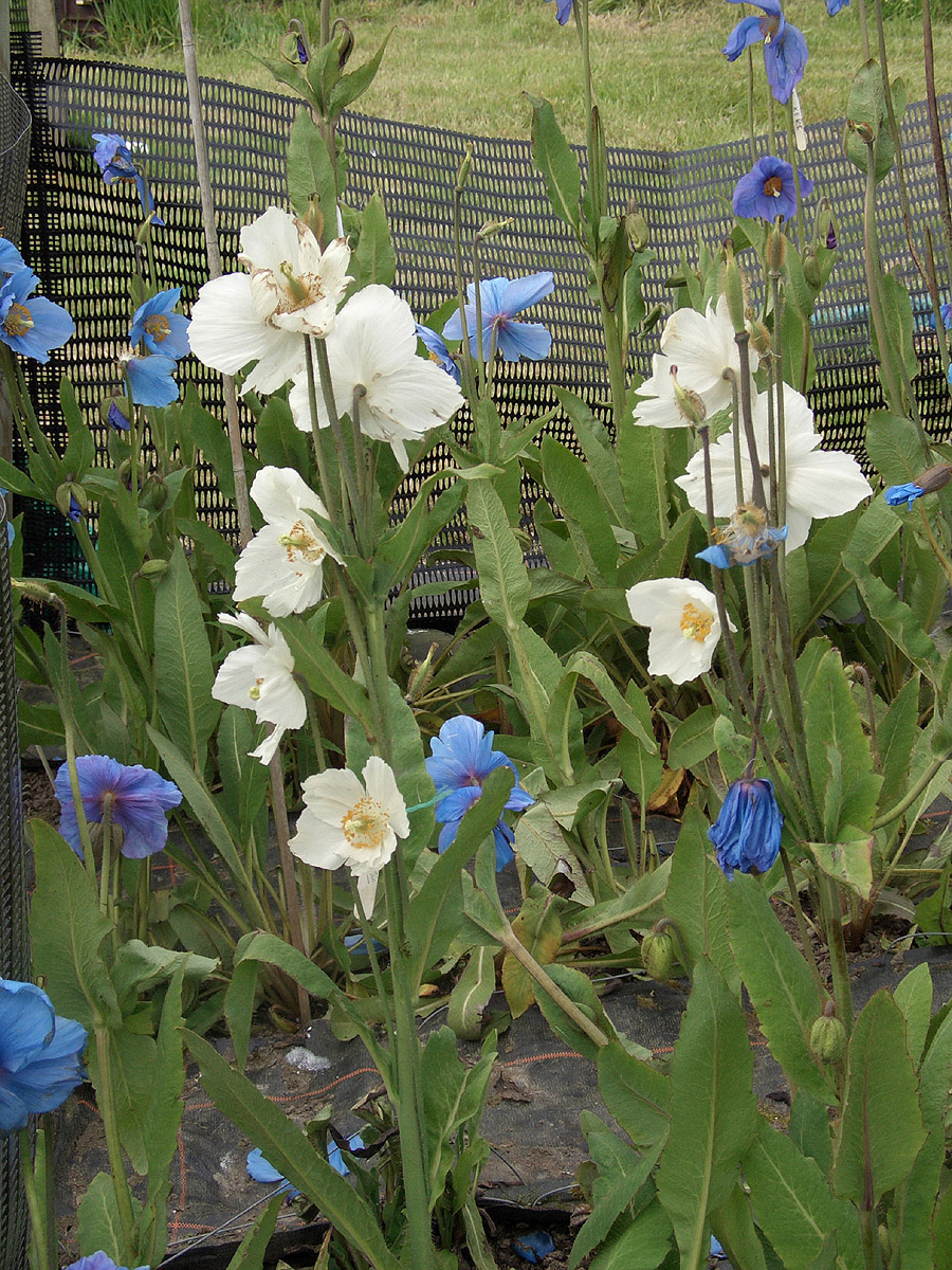 Meconopsis World - A Visual Reference: Meconopsis grandis - Photos In ...