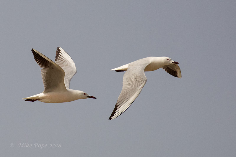 Kuwait Birding: Boubyan and Warba Island