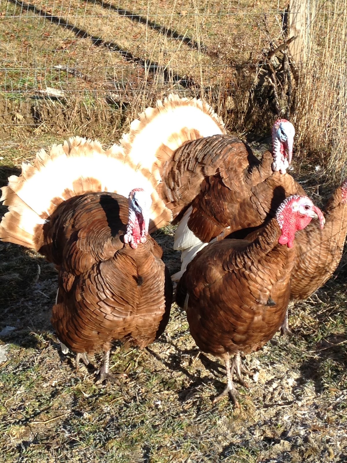 Fitzgerald's Family Farm: Bourbon Red Turkey Hopes