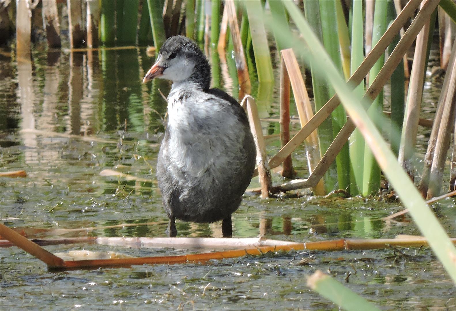 Birding for a Lark: Two types of lake